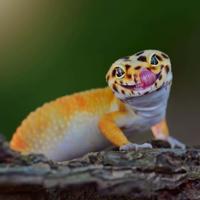 Jual Gecko Leopard Terlengkap & Terbaik - Harga Murah Mei 2024