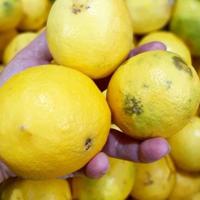 Jual Lemon 1 Kg Terdekat - Harga Murah & Grosir Desember 2024