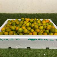 Jeruk Kimkit Segar Berkualitas, Termurah! 2024