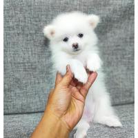 Mini Pom Anjing Harga Termurah - Kualitas Terbaik