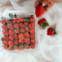 Jual Strawberry 1 Kg Murah - Harga Terbaru 2024