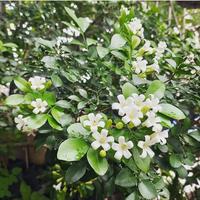 Jual Pohon Kemuning Besar Terbaik - Harga Murah Mei 2023 & Cicil 0%