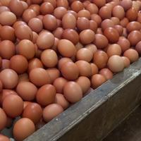 Jual Telor 1 Kg Terdekat - Harga Murah & Grosir Mei 2025