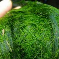 Jual Lumut Umpan Murah & Terbaik - Harga Terbaru Juni 2024