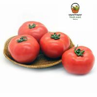 Jual Tomat Beef Terdekat - Harga Murah & Grosir Juni 2024