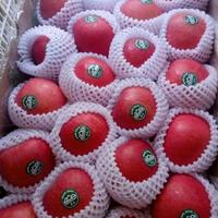 Jual Apel Fuji Wangshan Premium Murah - Harga Terbaru 2024