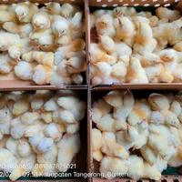 Jual Doc Ayam Broiler Terdekat - Harga Murah & Grosir Mei 2024