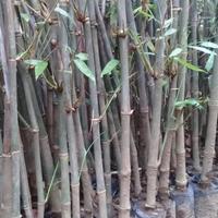 Jual Bambu Petung Terbaik - Harga Murah Juni 2024 & Cicil 0%