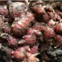 Jual Jahe Segar Terdekat - Harga Murah & Grosir November 2023