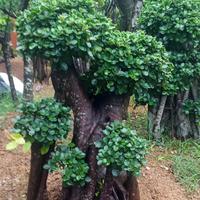 Jual Bonsai Pohon Beringin Terlengkap & Terbaik - Harga Murah April 2024