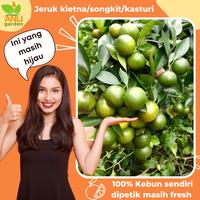Jual Jeruk 1kg Murah - Harga Terbaru 2025