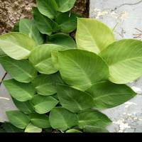 Jual Dolar Rambat Terbaik - Harga Murah Maret 2024 & Cicil 0%