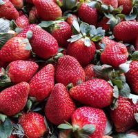 Jual Strawberry Fresh 1Kg Terlengkap - Daftar Harga April 2024 & Cicilan 0%