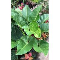 Jual Philo Marble Variegata Terbaik - Harga Murah Juni 2024 & Cicil 0%