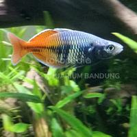 Jual Ikan Rainbow Terdekat - Harga Murah & Grosir Oktober 2025