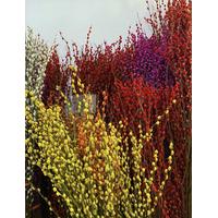 Jual Pussy Willow Asli Murah - Harga Terbaru 2024