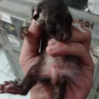 Musang Pandan Harga Termurah - Kualitas Terbaik