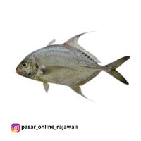 Jual Ikan Kuwe Terdekat - Harga Murah & Grosir Desember 2022