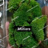 Jual Terrarium Terlengkap & Terbaik - Harga Murah Mei 2025