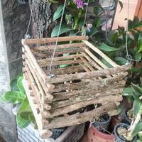 Jual Pot Anggrek Kayu Terbaik - Harga Murah Mei 2024 & Cicil 0%