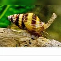 Jual Keong Assassin Terdekat - Harga Murah & Grosir Februari 2024