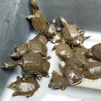 Jual Labi Labi Terlengkap & Terbaik - Harga Murah Februari 2024