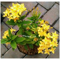 Jual Tanaman Soka Model & Desain Terbaru - Harga Juni 2024