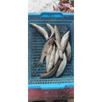 Jual Ikan Rucah Terdekat - Harga Murah & Grosir September 2023