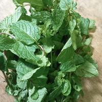 Jual Daun Mint Segar Terdekat - Harga Murah & Grosir Desember 2024