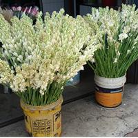 Jual Bunga Segar Terlengkap - Harga Murah & Grosir Desember 2024