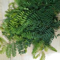 Jual Daun Sinom Terdekat - Harga Murah & Grosir Juni 2024