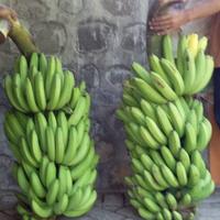 Jual 1 Tandan Pisang Terdekat - Harga Murah & Grosir Desember 2024