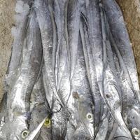 Jual Ikan Layur Terdekat - Harga Murah & Grosir Maret 2023