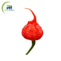 Jual Cabe Carolina Reaper Terdekat - Harga Murah & Grosir Januari 2024