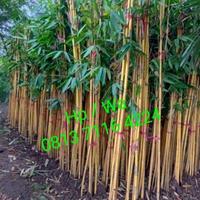 Jual Pagar Tanaman Bambu Terbaik - Harga Murah Mei 2024 & Cicil 0%