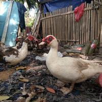 Bebek Entok Terbaik & Terbaru Juni 2024 - Harga Murah