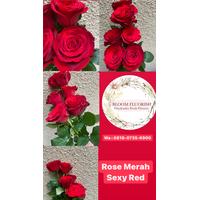 Bunga Mawar 1 Tangkai Indah & Romantis! Terbaru Mei 2025