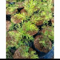 Jual Pohon Liang Liu Terbaik - Harga Murah Februari 2024 & Cicil 0%