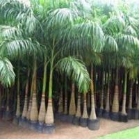 Jual Pohon Palem Raja Terbaik - Harga Murah Mei 2024 & Cicil 0%