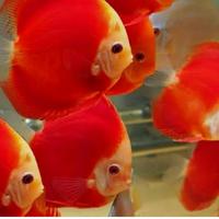 Jual Ikan Discus 2 Inch Murah - Harga Terbaru 2024