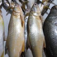 Jual Ikan Senangin Terdekat - Harga Murah & Grosir Mei 2024