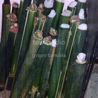 Jual Obor Bambu Terlengkap - Harga Murah Juni 2024