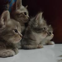 Jual Adopt Kucing Terlengkap & Terbaik - Harga Murah Maret 2024