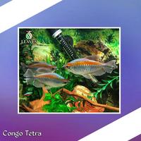 Jual Ikan Congo Tetra Terlengkap & Terbaik - Harga Murah Juni 2024