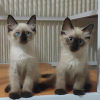 Kucing Himalaya Harga Termurah - Kualitas Terbaik