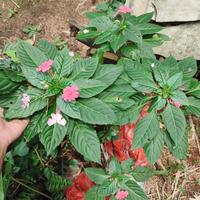 Pacar Cina Murah Harga Terbaru - PIlihan Terlengkap