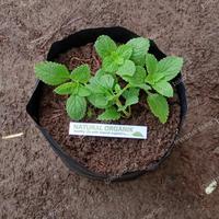 Jual Bibit Kentang Terbaik - Harga Murah Juni 2024 & Cicil 0%