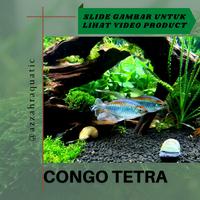 Jual Ikan Congo Tetra Terlengkap & Terbaik - Harga Murah Mei 2024