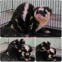 Jual Biul Terlengkap - Daftar Harga Januari 2023 & Cicilan 0%