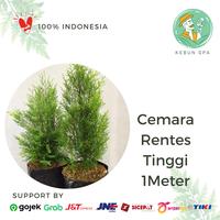 Jual Pohon Cemara Wangi Terbaik - Harga Murah Maret 2024 & Cicil 0%